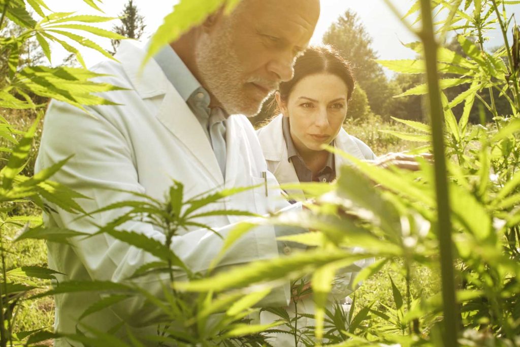 Employee-Owned Transition for U.S. Cannabis Operator - Tobacco Reporter