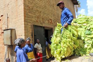 Zimbabwe Crop Down 10 Percent - Tobacco Reporter